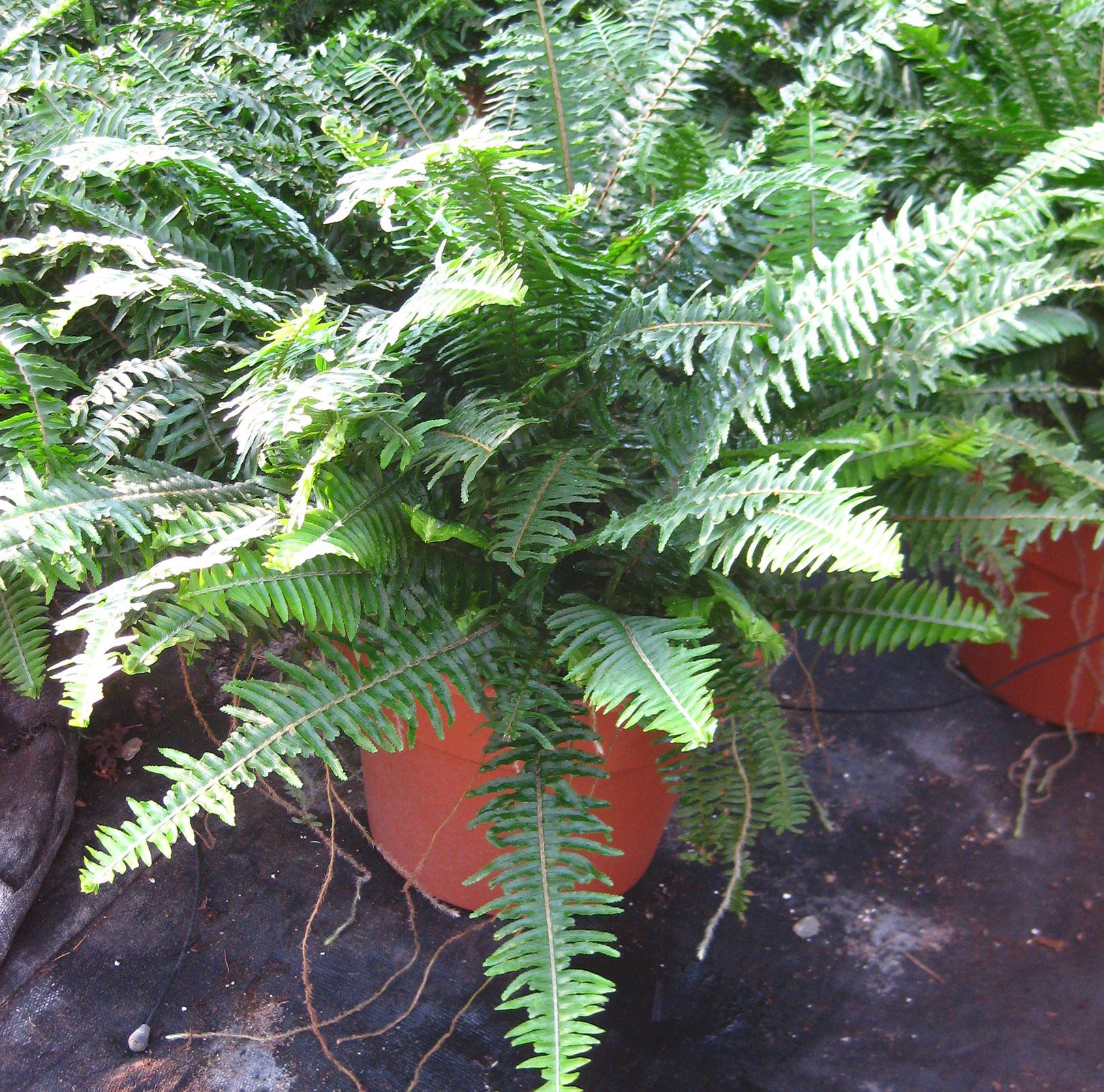 Fern