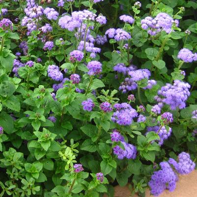 Ageratum